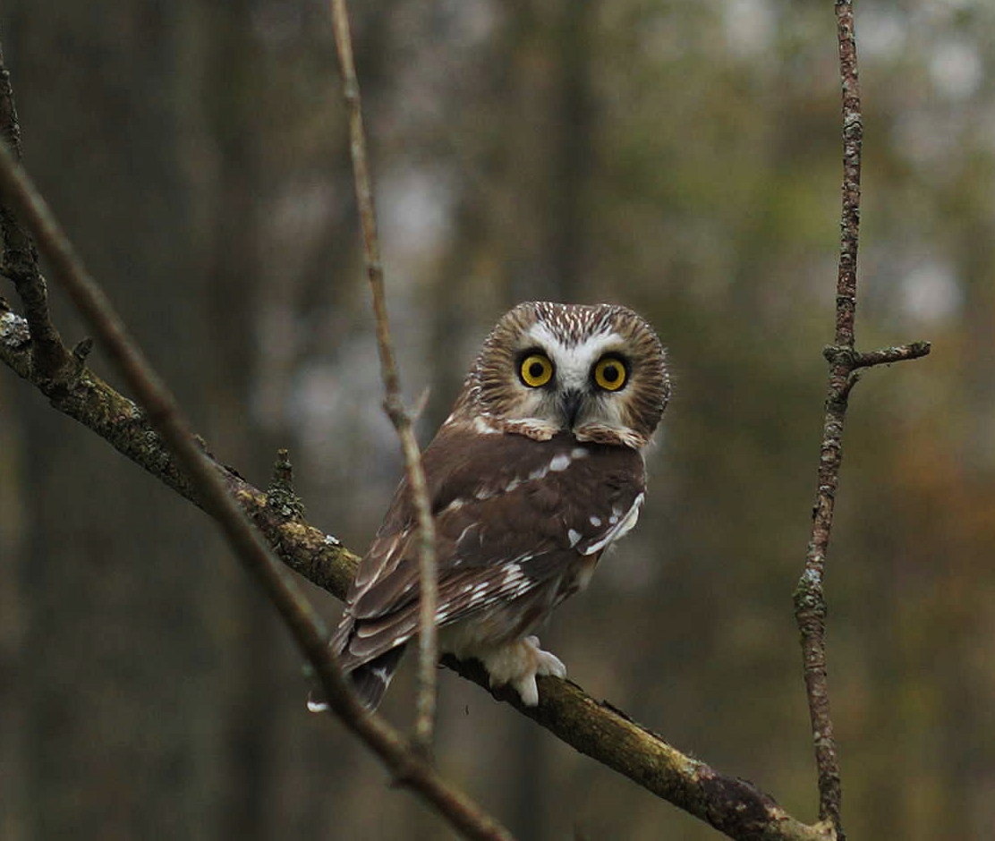 Mission and Goals – Cedar Grove Ornithological Research Station