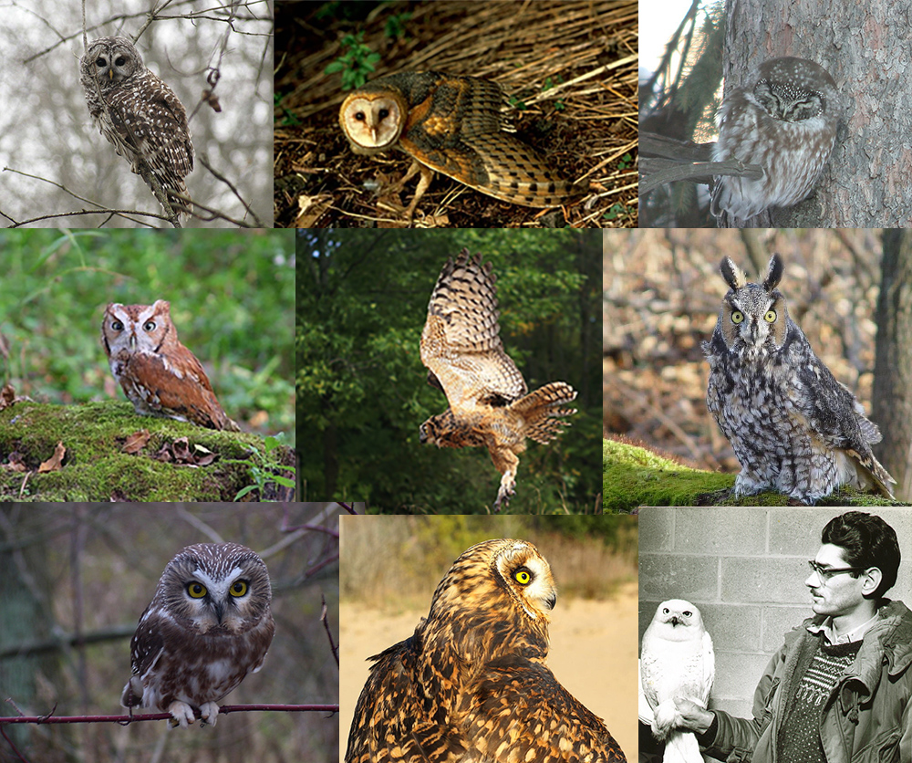 Owls – Cedar Grove Ornithological Research Station
